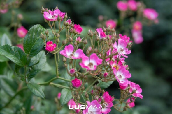 Müüa maatükk, elamumaa - Talu tee 18, Haabneeme, Viimsi vald, Harjumaa ...