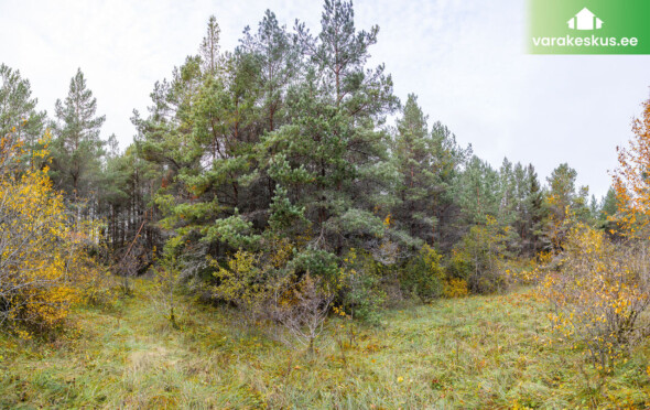 Müüa maatükk, elamumaa - Pühalepa, Hiiumaa vald, Hiiumaa ...