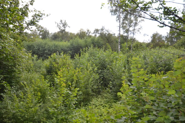 Müüa maatükk, maatulundusmaa - Sarapiku, Laadjala, Saaremaa vald ...