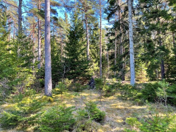 plot for sale - Tõnise kinnistu, Kurevere, Saaremaa vald, Saaremaa ...