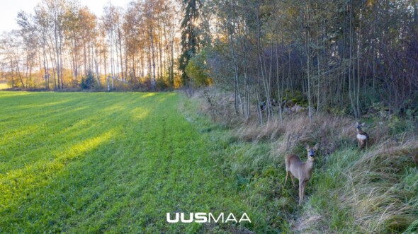 Müüa maatükk, maatulundusmaa, elamumaa - Rombi, Rahinge, Tartu ...