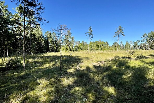 Müüa maatükk, maatulundusmaa - Nõmmeniidu, Torgu-Mõisaküla, Saaremaa ...